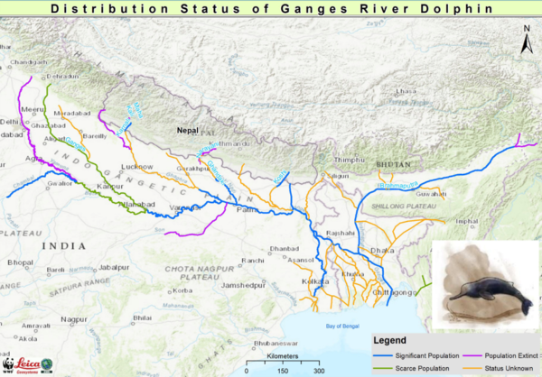Ganges River Dolphin