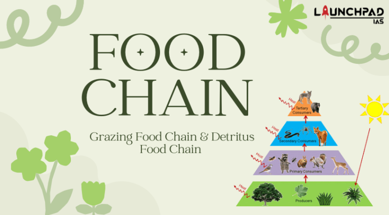 Food Chain